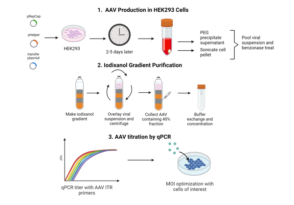 Viral Vectors 101: Producing Your rAAV